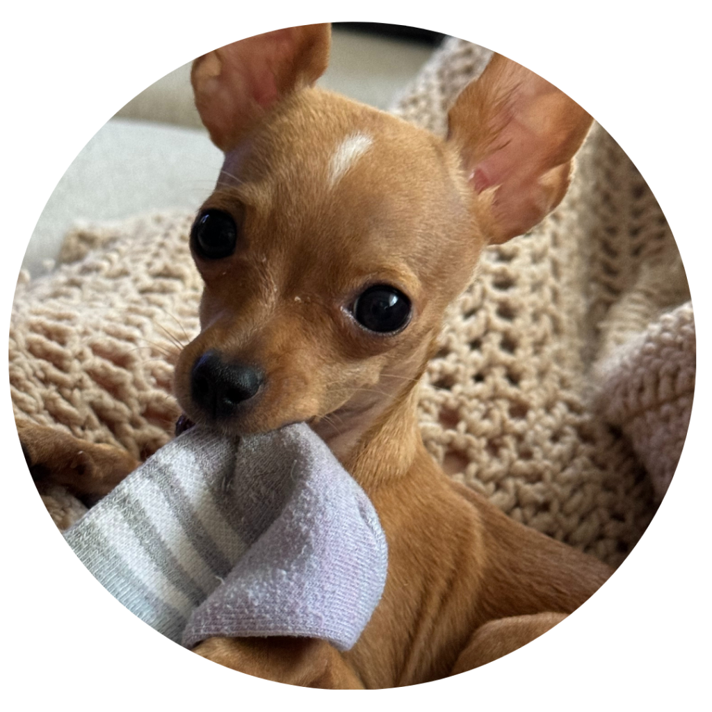 Craig Road Animal Hospital - Full Service Animal Hospital in Las Vegas ...