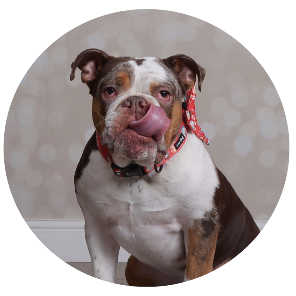 Craig Road Animal Hospital - Full Service Animal Hospital in Las Vegas ...