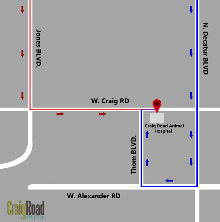 Construction On Craig Road - Craig Road Animal Hospital