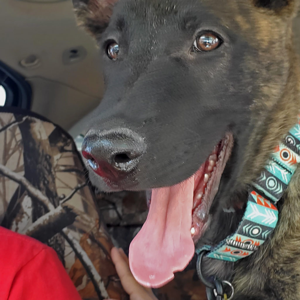 Pet of the Month - July 2020 - Craig Road Animal Hospital