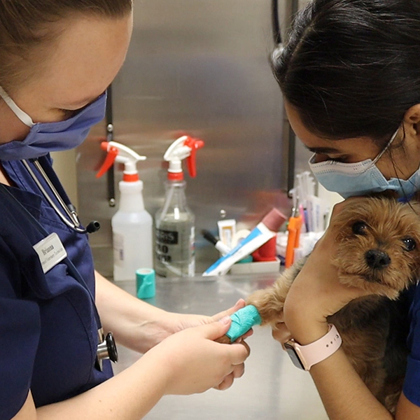 Veterinary Technician Week 2020 - Craig Road Animal Hospital