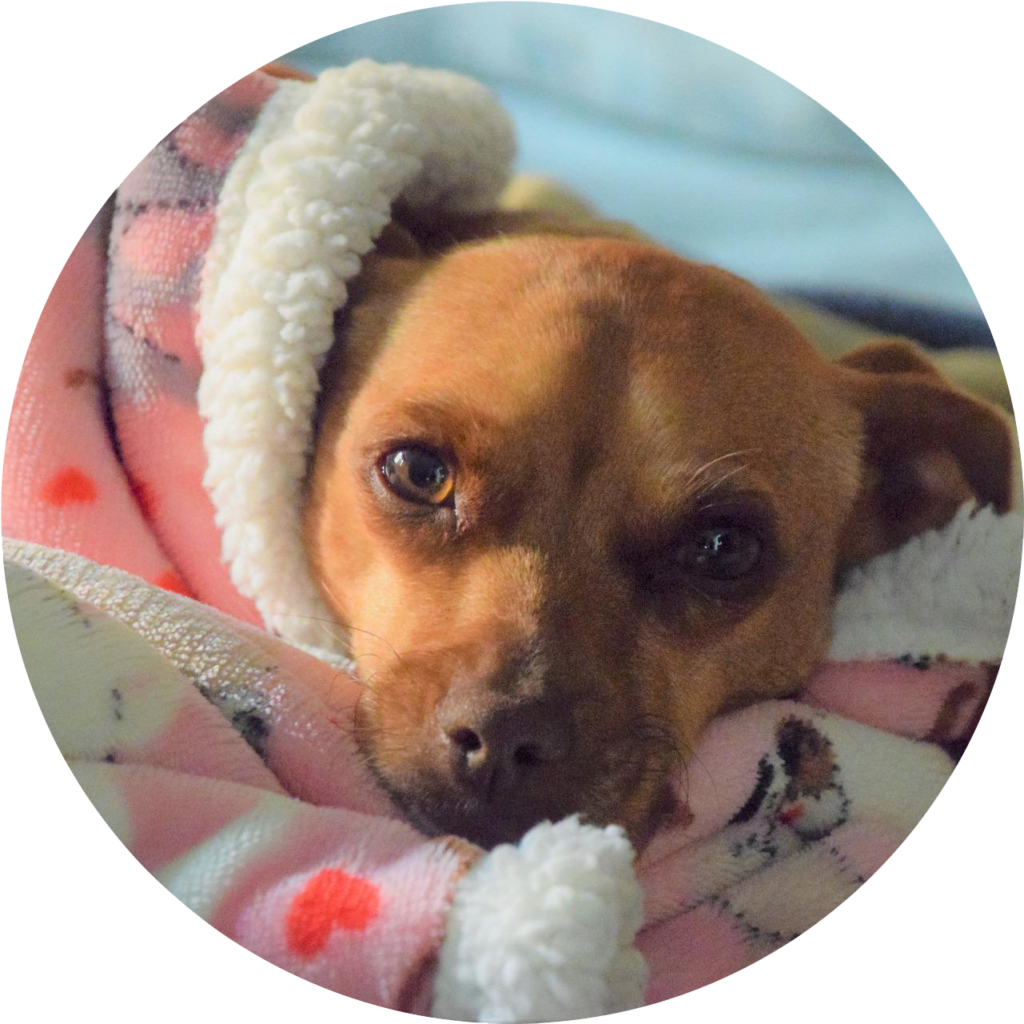 Craig Road Animal Hospital - Full Service Animal Hospital in Las Vegas ...